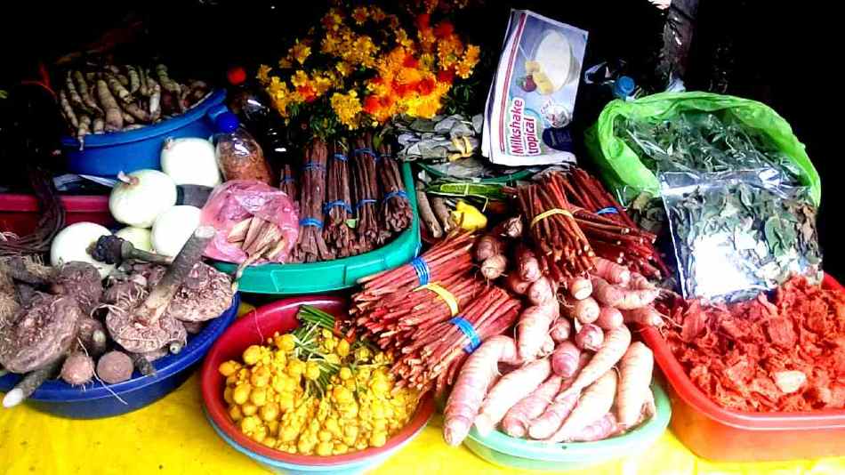 Medicinal Plants of the Peruvian Amazon - Ayahuasca Retreat Perú